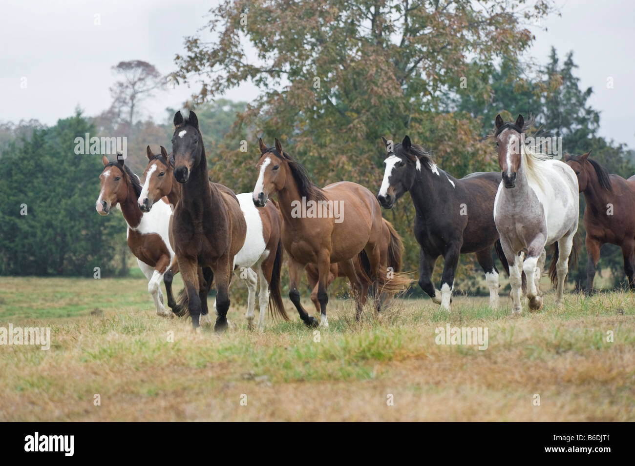 Herd of horses race across open pasture at Proud Spirit Horse Rescue ...