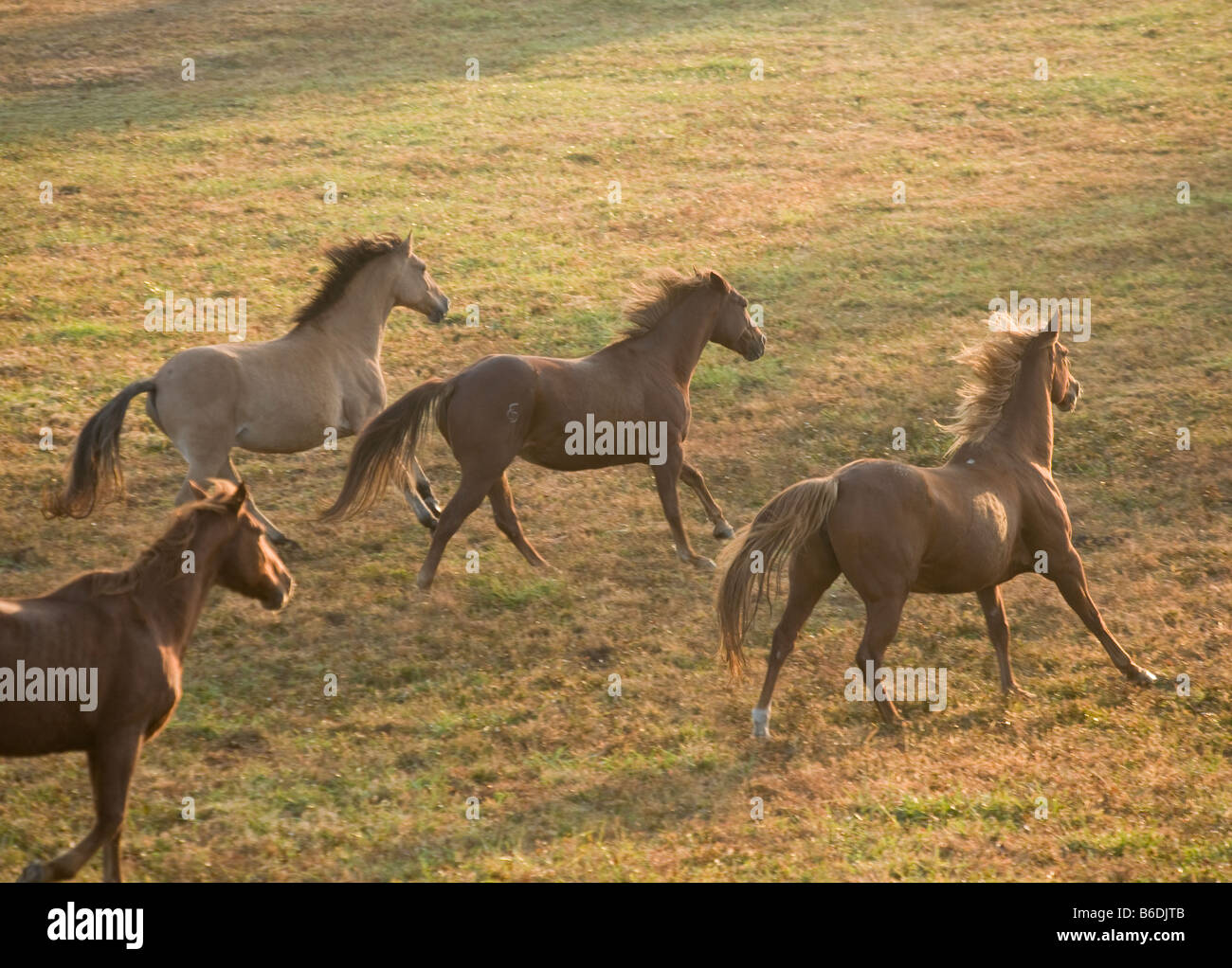 Mustang rescue hi-res stock photography and images - Alamy