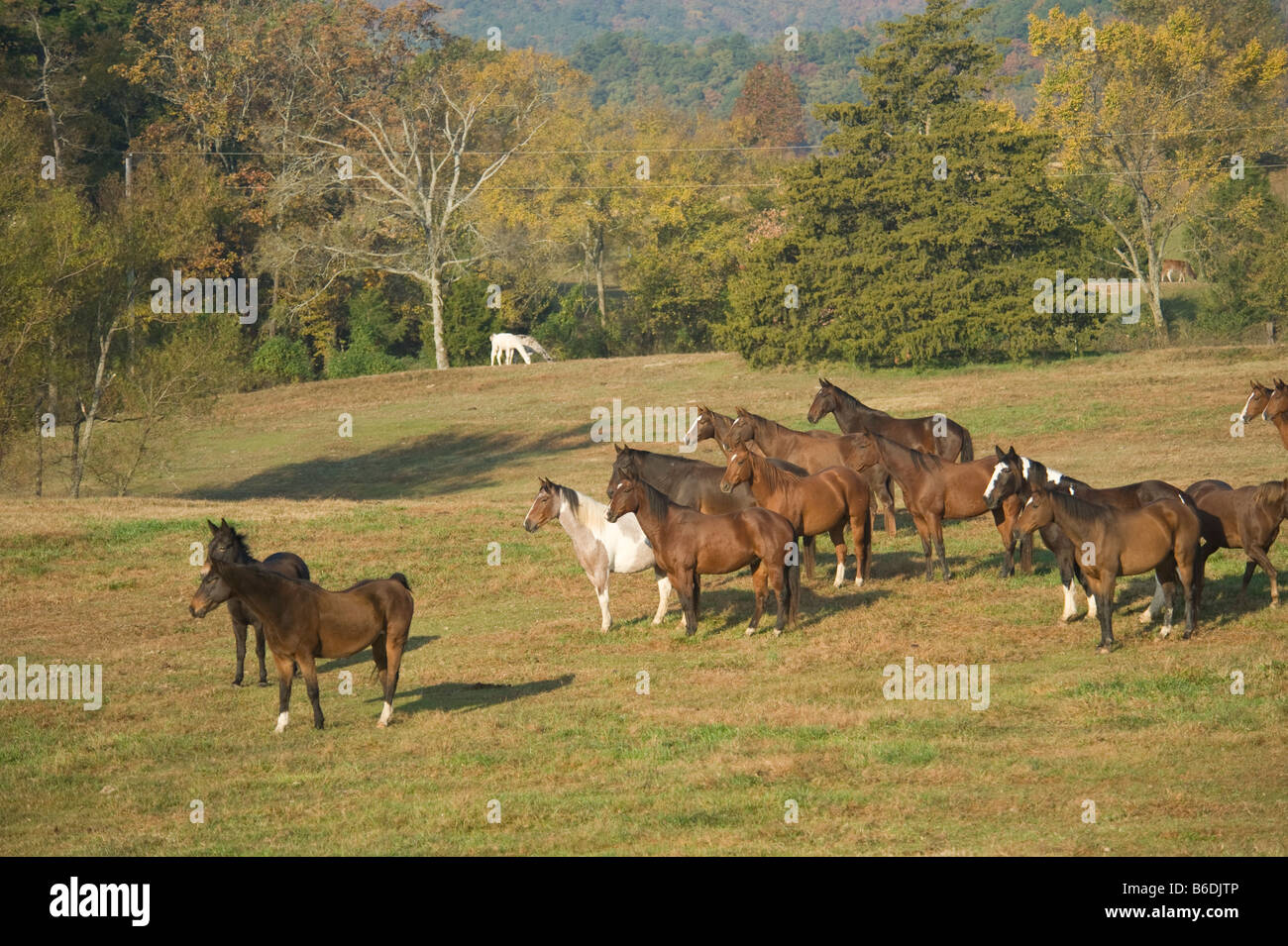 Alert herd proud spirit horse hi-res stock photography and images - Alamy