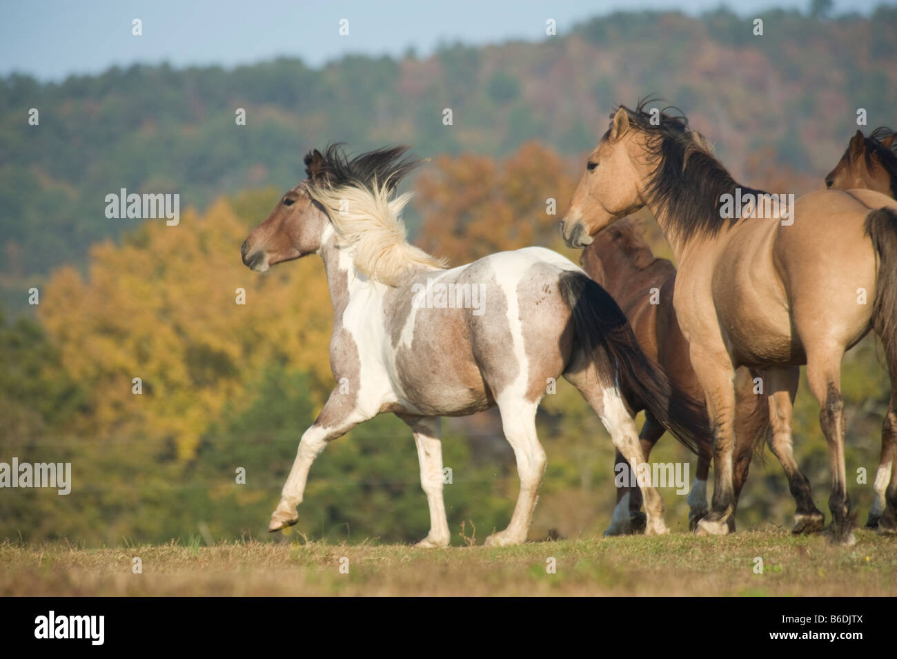 Herd of horses race across open pasture at Proud Spirit Horse Rescue ...