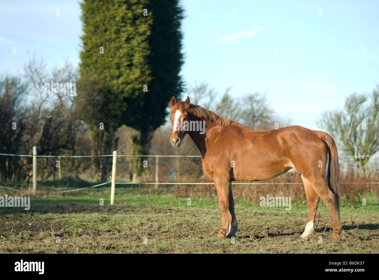 Chestnut Thoroughbred Stallion