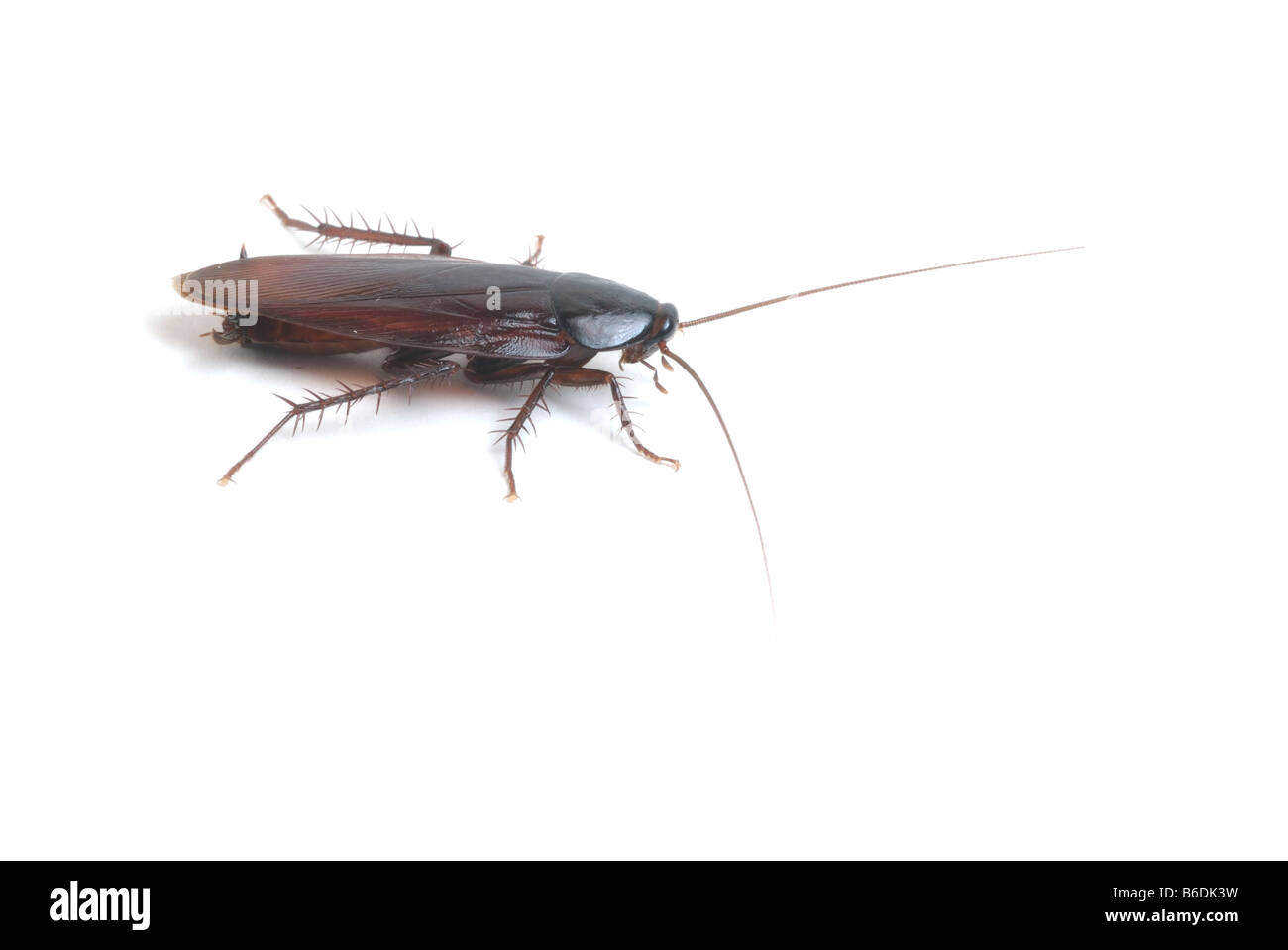 Adult male wood cockroach on white background Stock Photo - Alamy