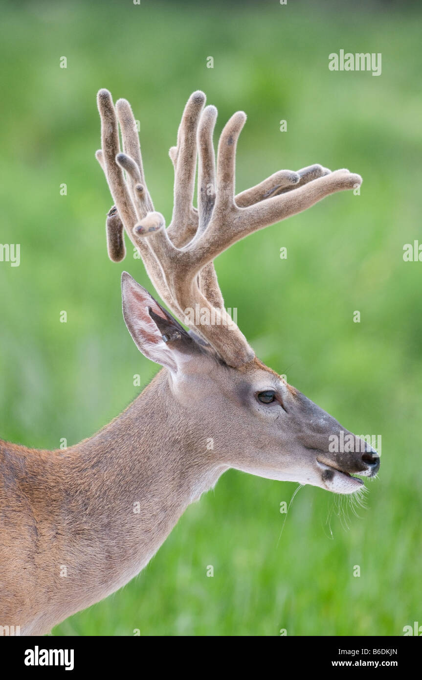 Whitetail deer side view hi-res stock photography and images - Alamy