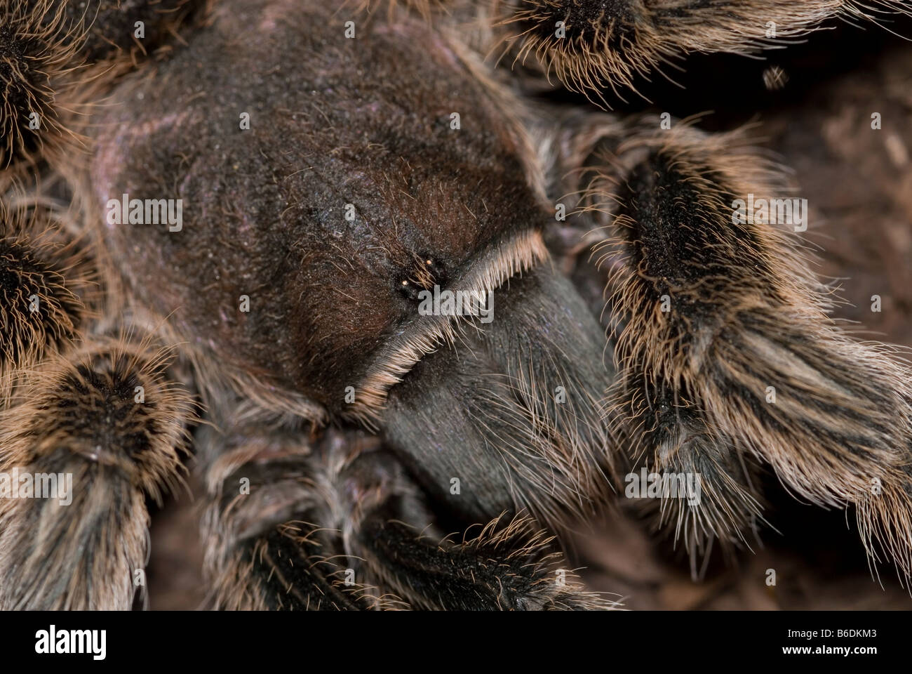 Adult chilean rose haired tarantula, captive Stock Photo - Alamy