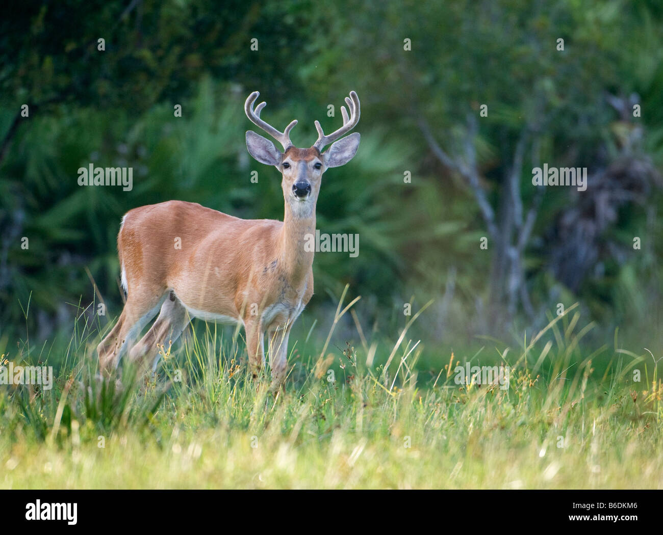 Trophy whitetail Deer environmental portrait Stock Photo - Alamy