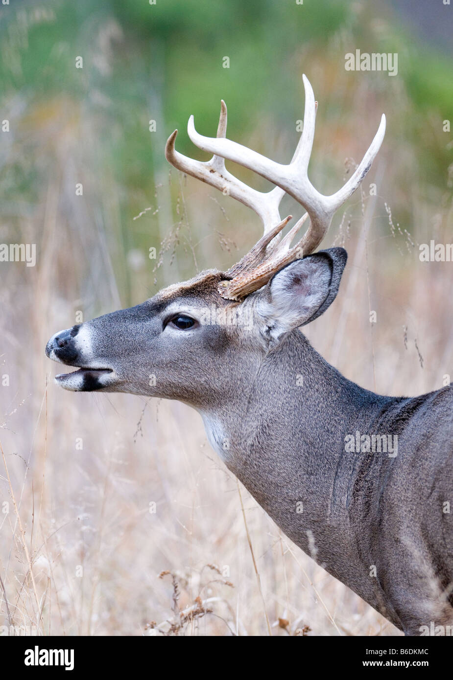 Trophy whitetail Deer environmental portrait Stock Photo - Alamy