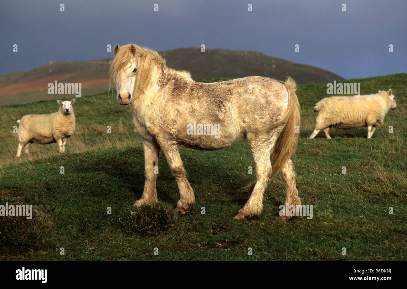 Welsh Cob pony and sheep on hillside, Powys, Wales, UK Stock Photo - Alamy