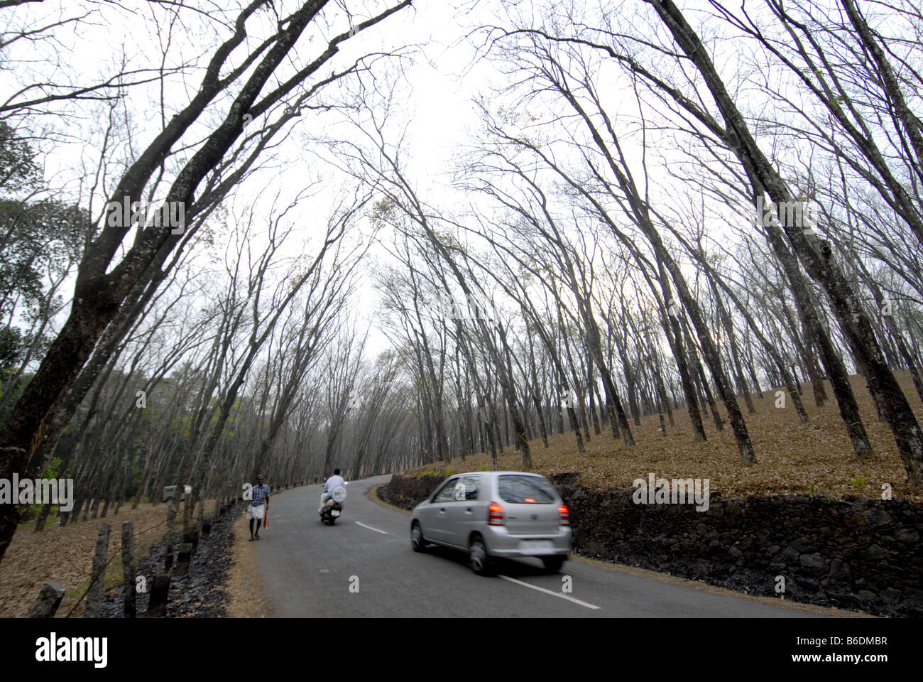 Kerala Rubber Plantations Stock Photos & Kerala Rubber Plantations ...