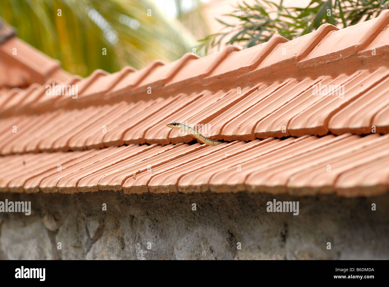 A TREE SNAKE Stock Photo - Alamy