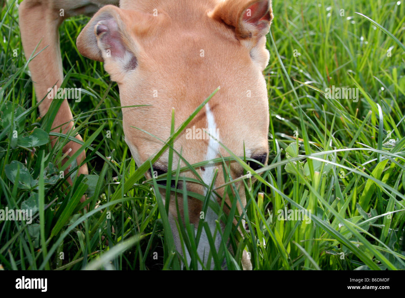 One-year-old tan pedigree whippet sniffing ground in a park in England ...