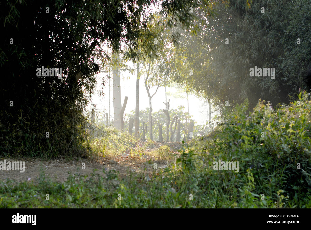 COORG IN KARNATAKA INDIA Stock Photo - Alamy