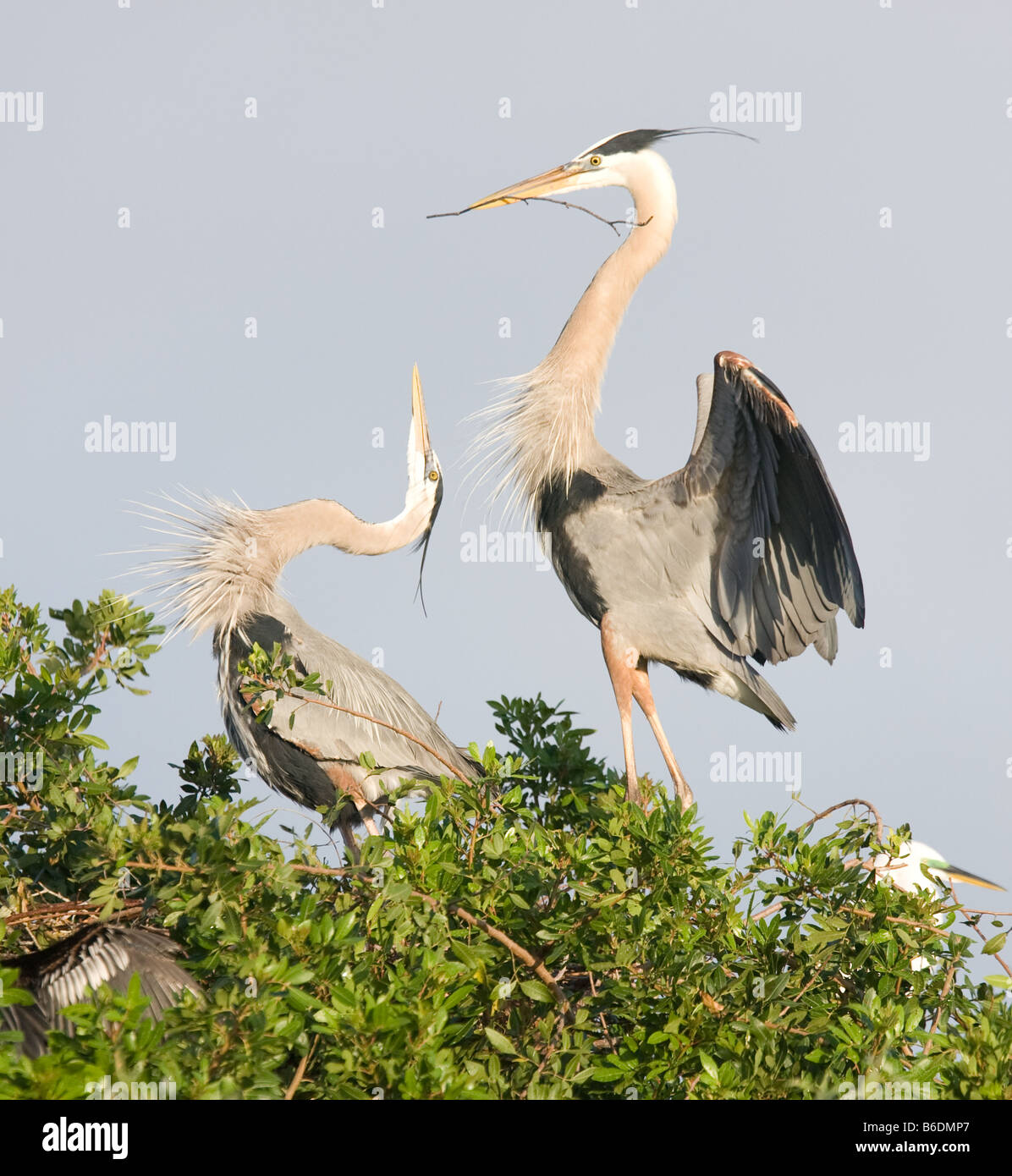 A Great Blue Heron pair greet one another at the Venice Rookery, Venice ...