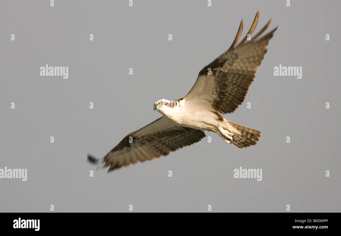 Large birds flying overhead hi-res stock photography and images - Alamy