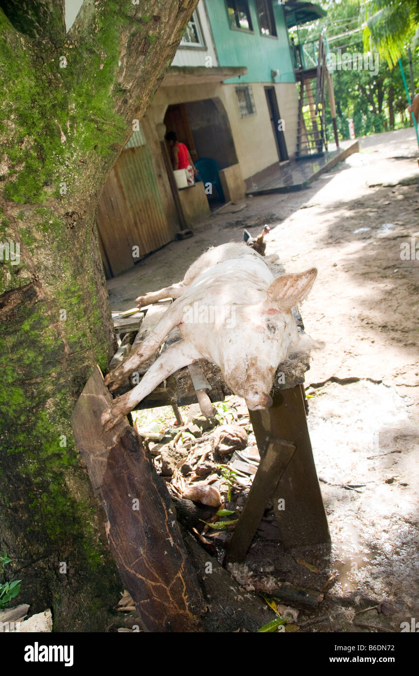 butchering dead hog pig in yard corn island nicaragua central latin ...