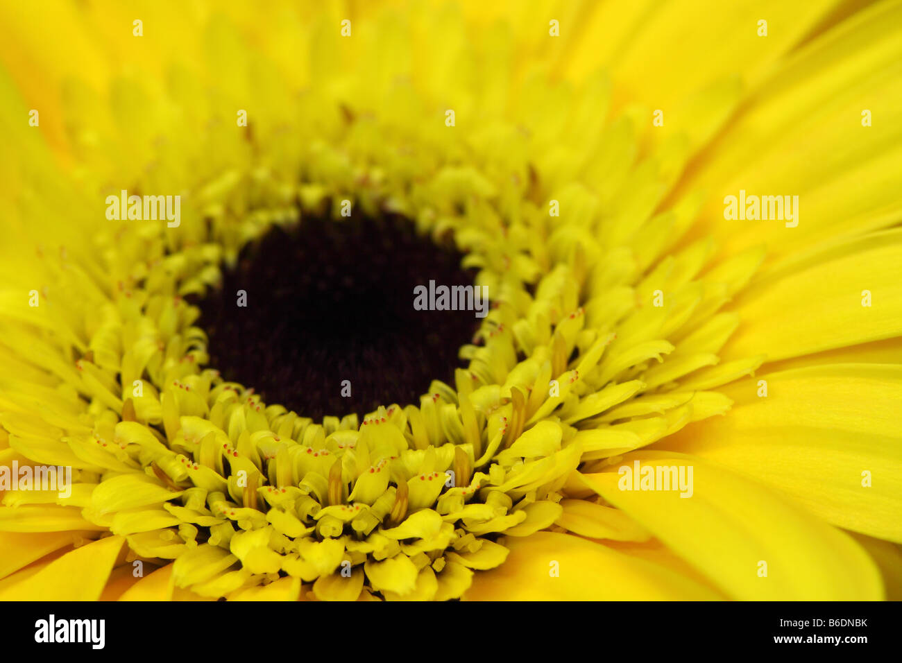 Yellow Flower Close Up Stock Photo - Alamy