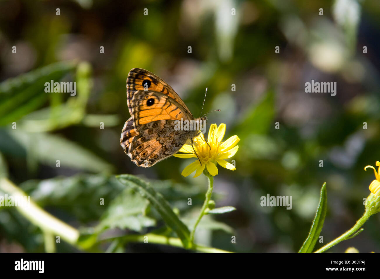 Butterfly put on a plant Stock Photo - Alamy
