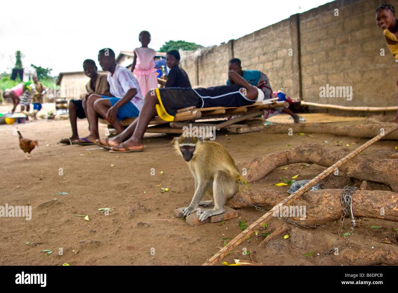 Chained monkey hi-res stock photography and images - Alamy