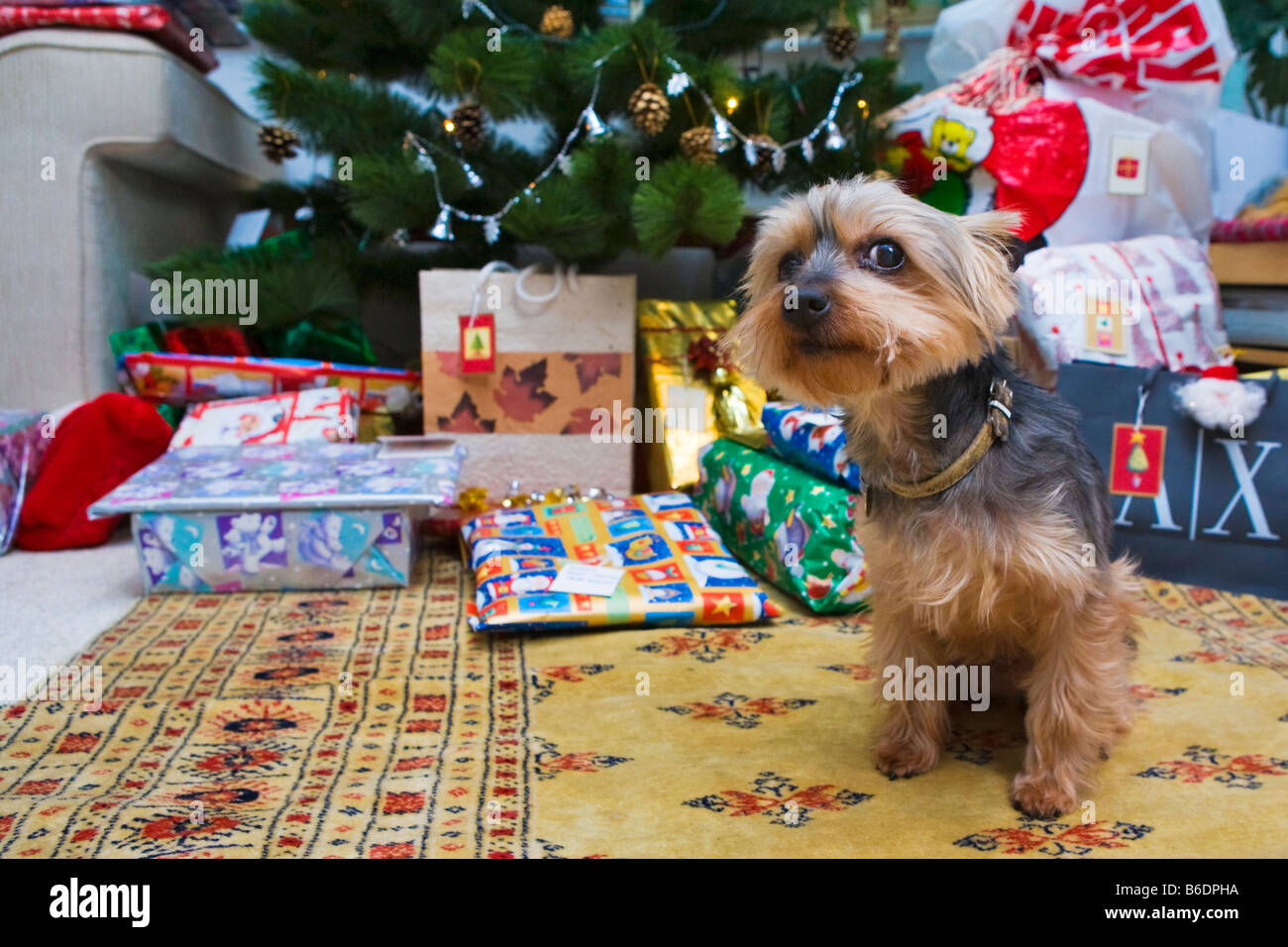 Christmas presents and a dog under a Christmas tree Stock Photo - Alamy