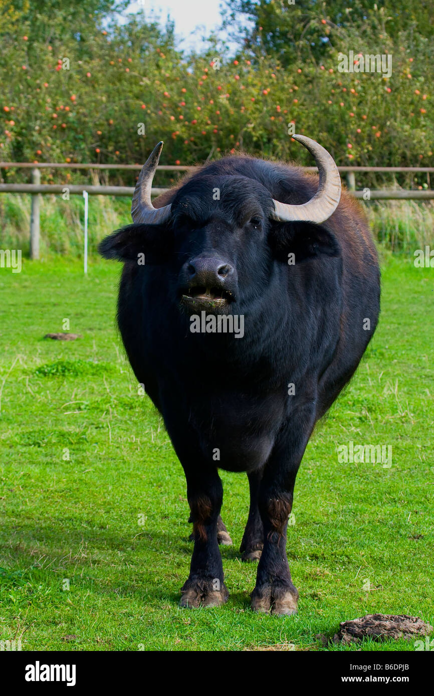 Asian buffalo hi-res stock photography and images - Alamy