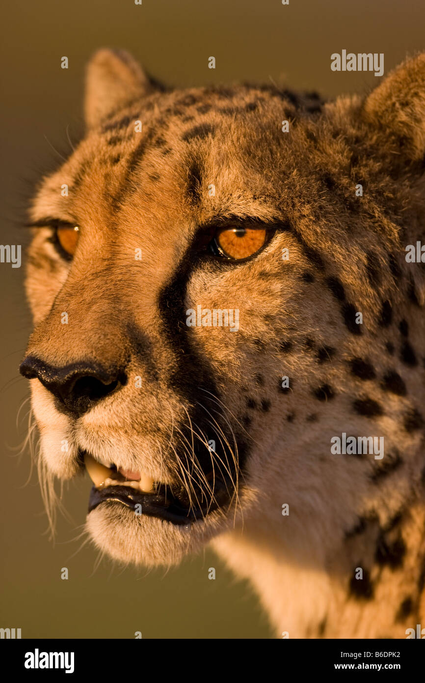 Cheetah headshot hi-res stock photography and images - Alamy