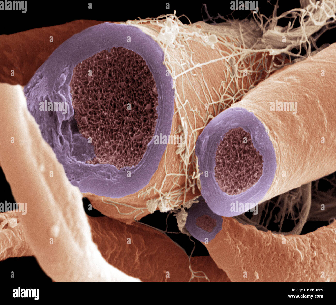 Myelinated nerve fibres, coloured scanningelectron micrograph (SEM ...
