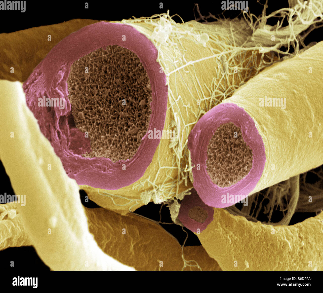 Electron micrograph neuron hi-res stock photography and images - Alamy