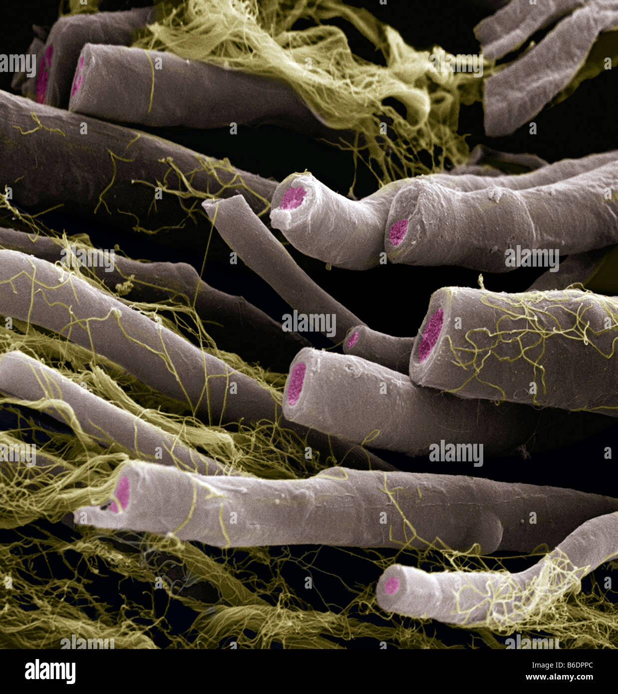 Myelinated nerve fibres, coloured scanningelectron micrograph (SEM ...