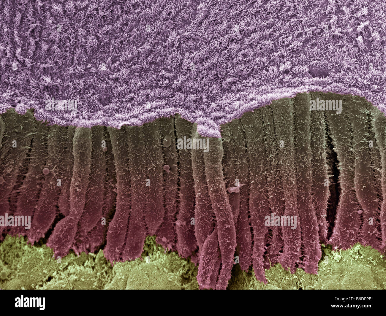 Micrograph myelin sheath hi-res stock photography and images - Alamy