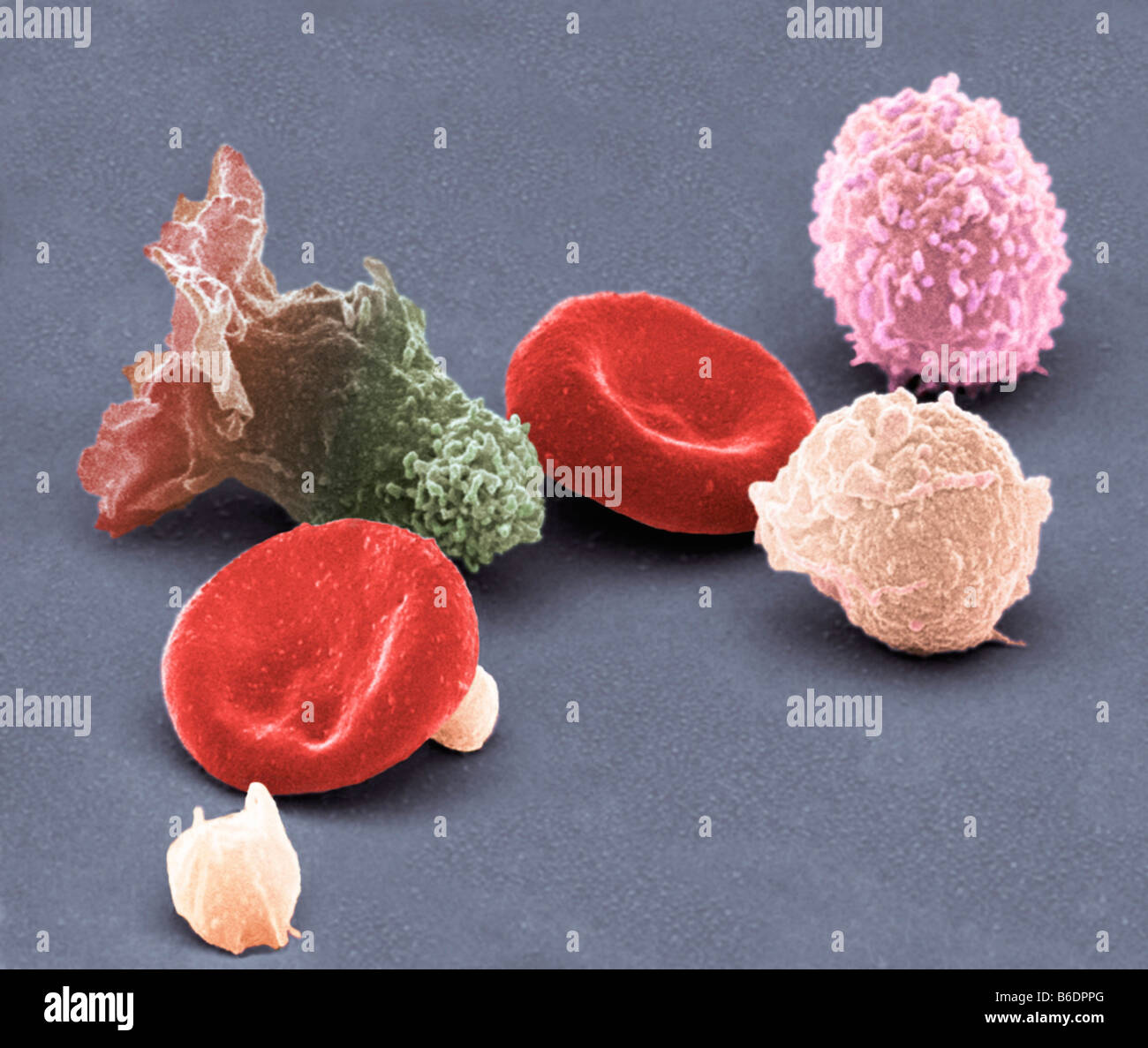 Human blood cells, coloured scanning electron micrograph (SEM Stock ...
