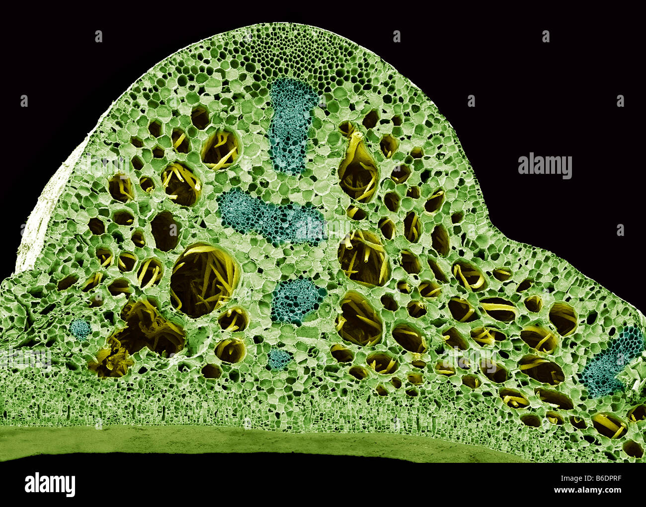 Water lily stem. Coloured scanning electronmicrograph (SEM) of a freeze ...
