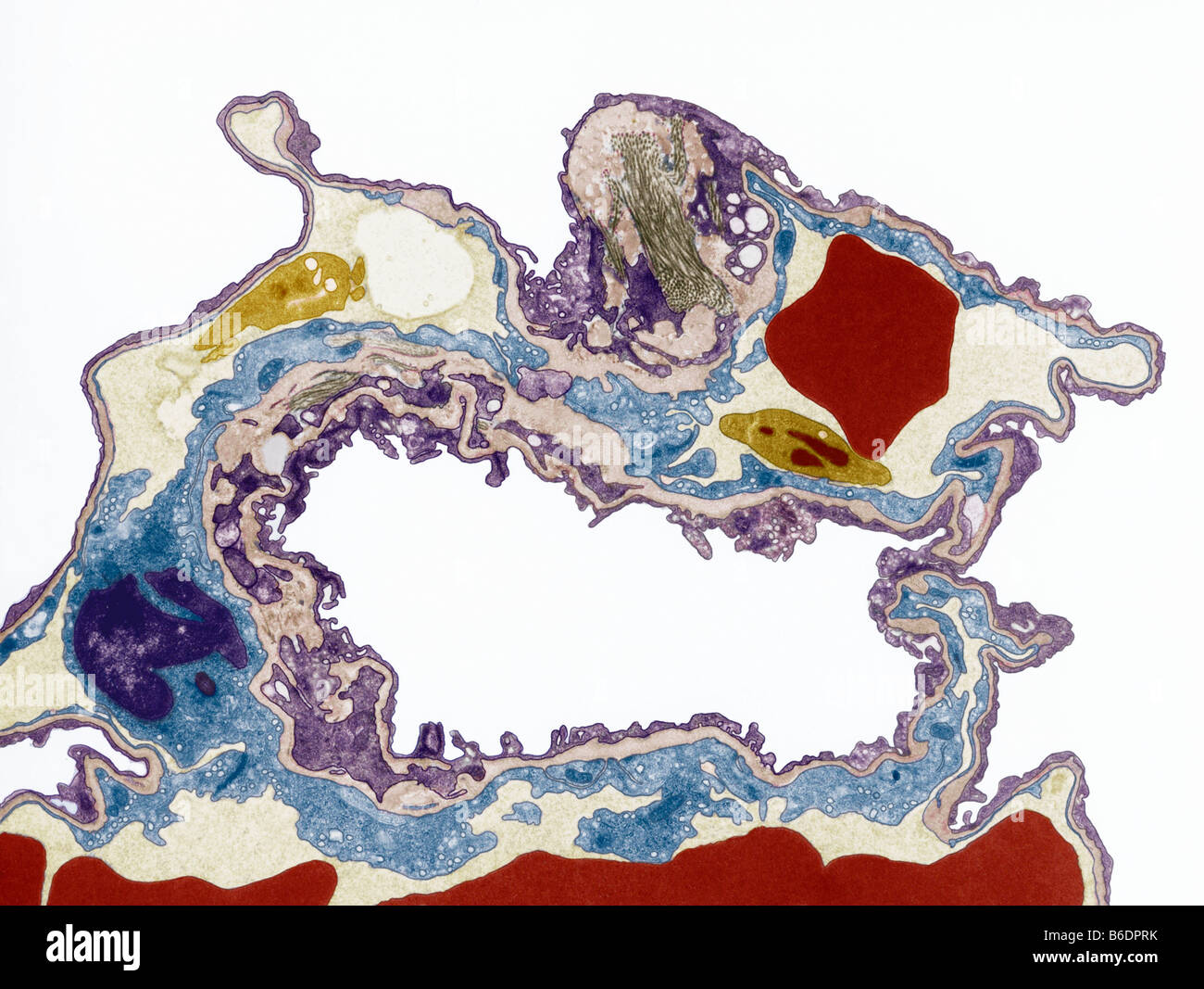 Transmission electron microscope color enhanced hi-res stock ...