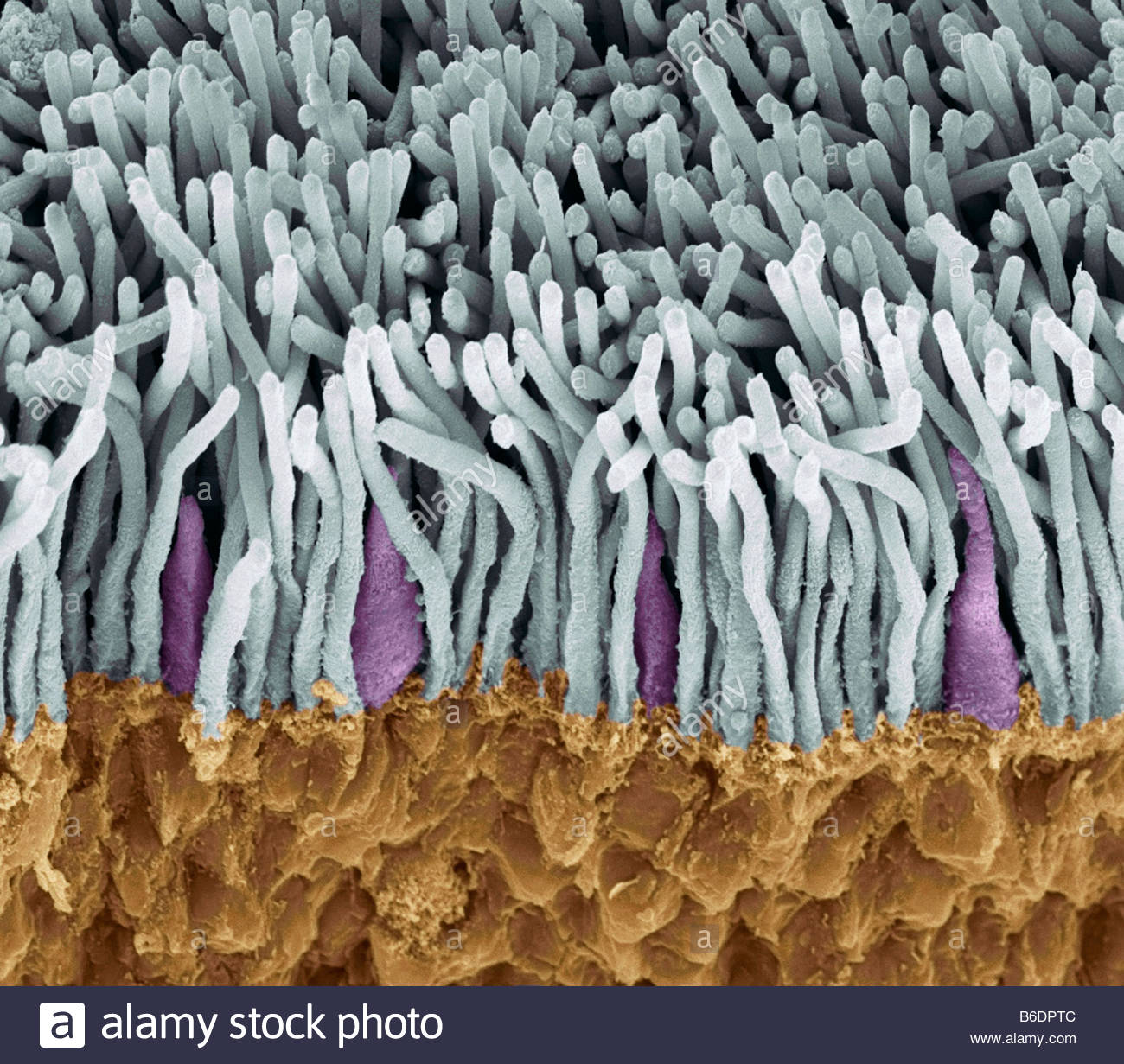 Rods Cones Retina Stock Photos & Rods Cones Retina Stock Images - Alamy