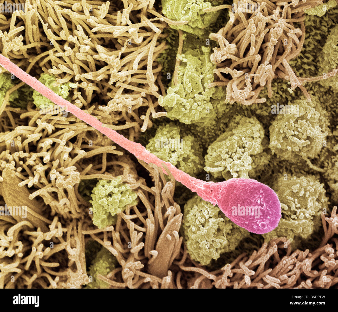 Sperm cell, coloured scanning electron micrograph (SEM Stock Photo - Alamy