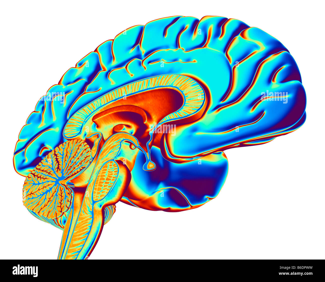 Brain. Computer artwork of a section through a healthy brain Stock ...