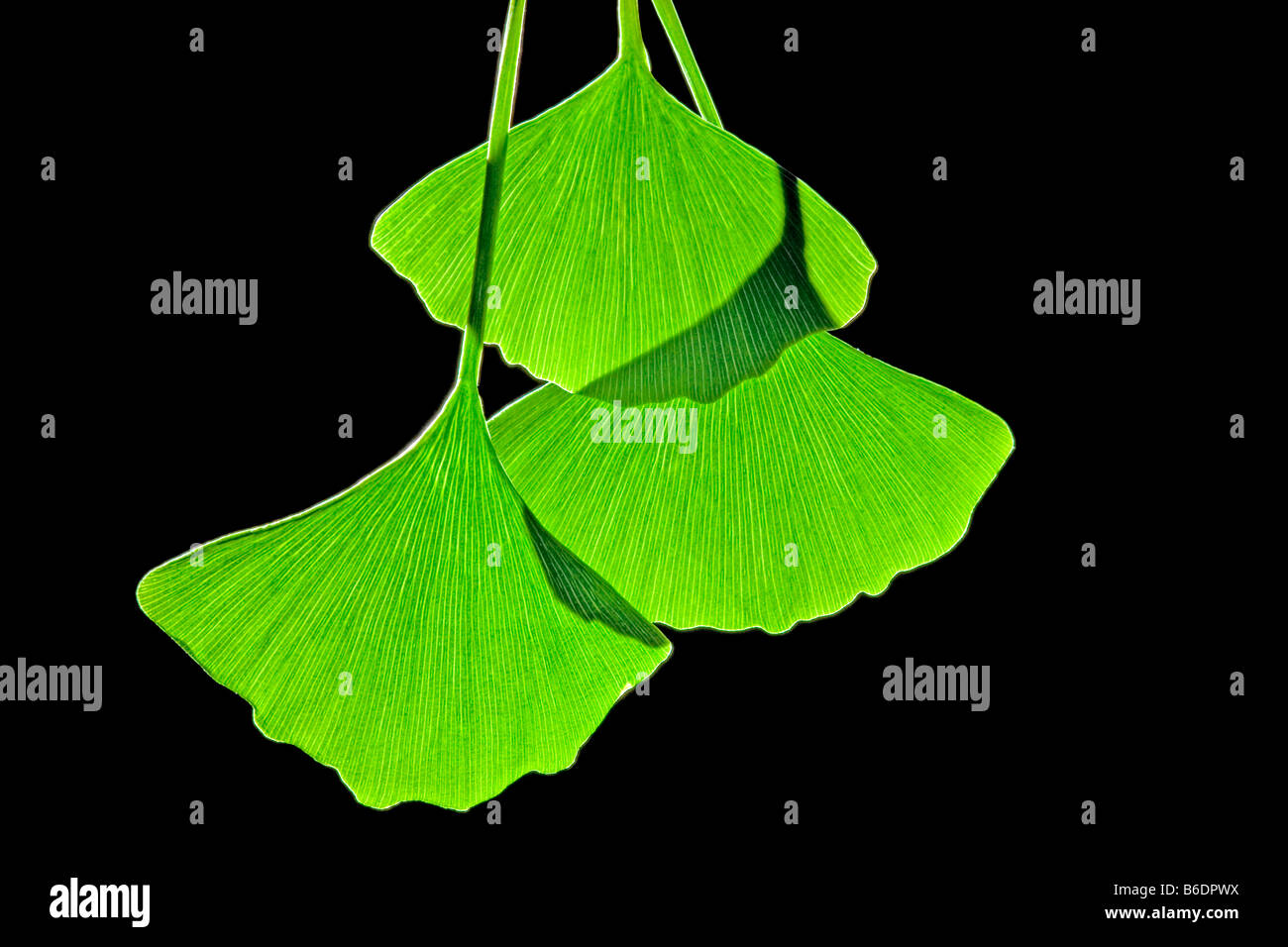 Ginkgo leaves. Computer artwork of leaves of the Chinese maiden hair ...