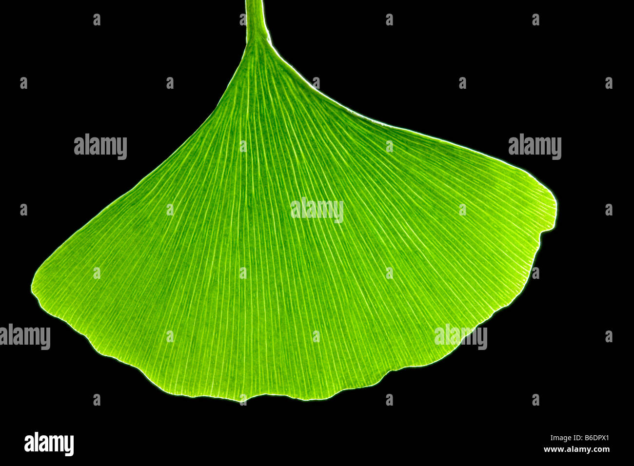 Ginkgo leaf. Computer artwork of leaves of the Chinese maiden hair tree ...