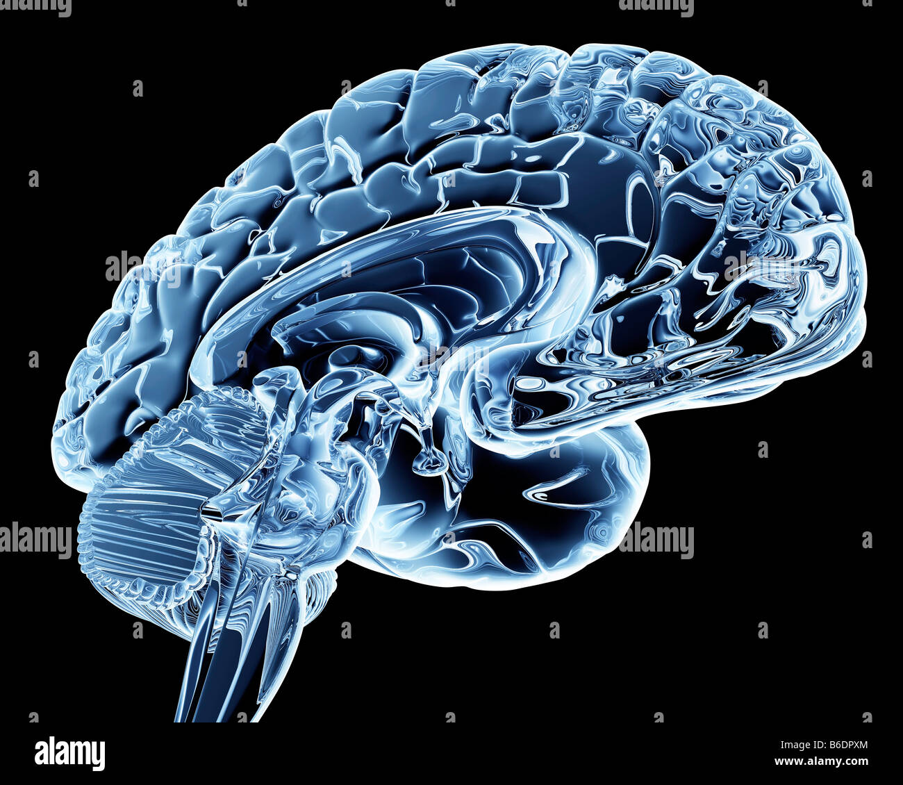 Brain. Computer artwork of a section through a healthy brain Stock ...