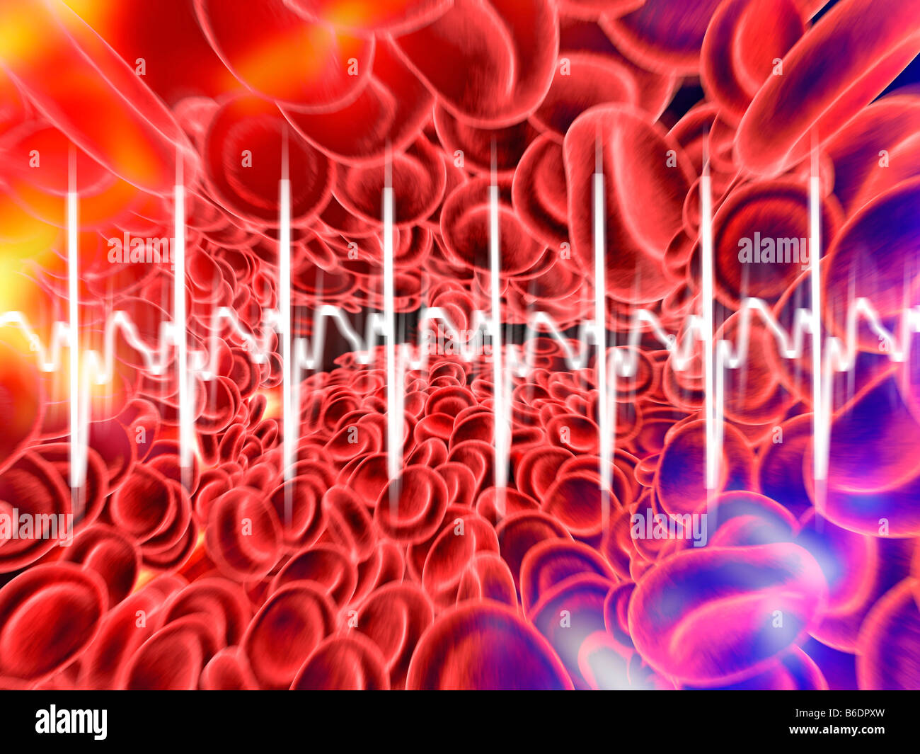 Red blood cells and ECG (electrocardiogram) trace,computer artwork ...