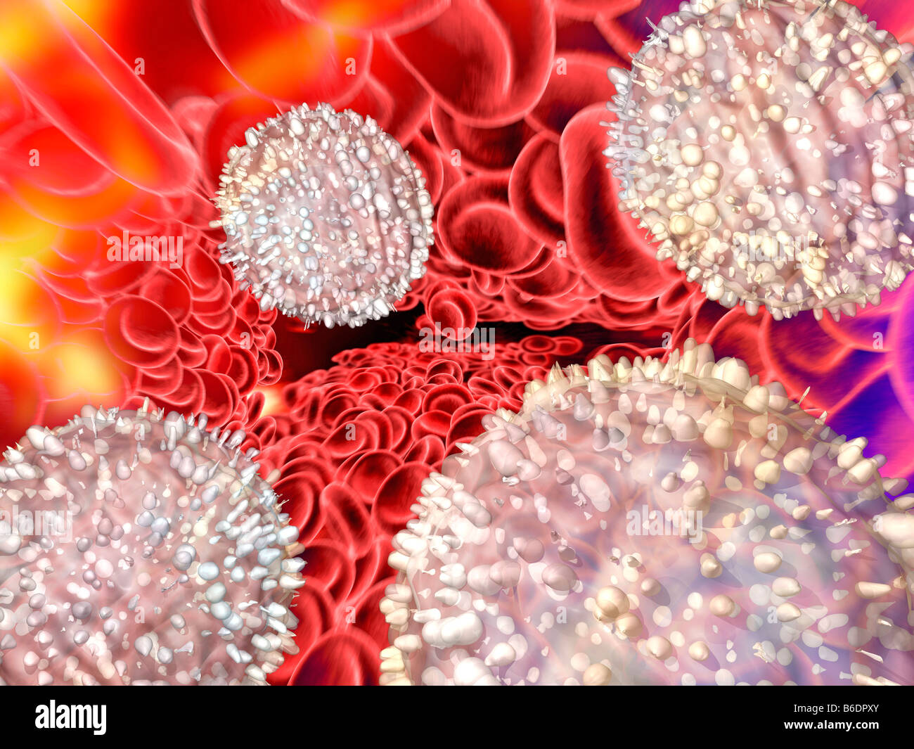 Blood cells. Computer artwork of red blood cells, and white blood cells ...