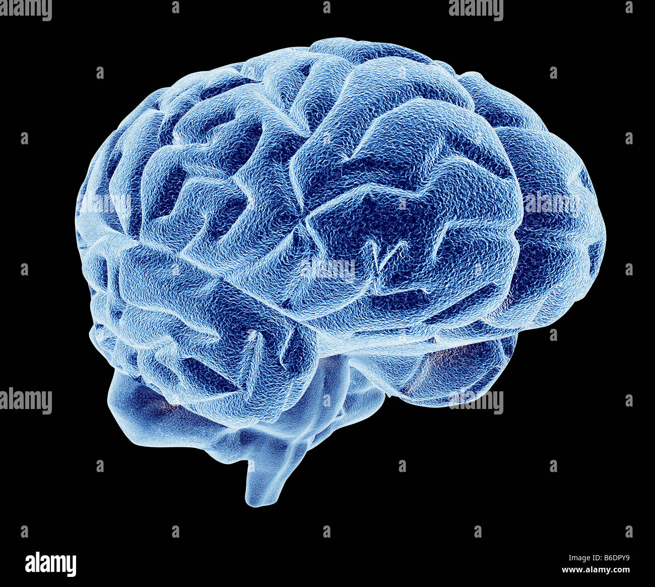 Human brain, oblique view, computer artwork. Thefront of the brain is ...