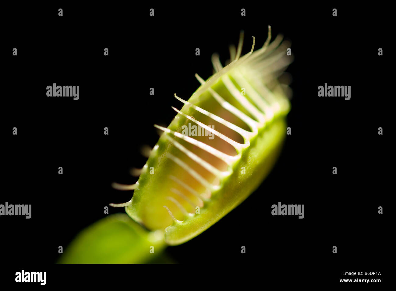 Venus flytrap hi-res stock photography and images - Alamy