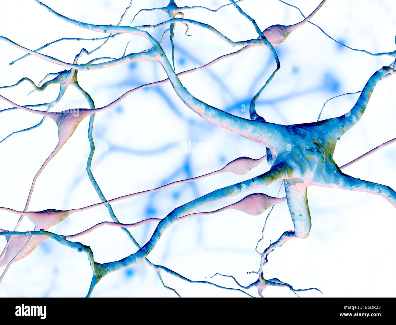 Nerve cells, orneurons (brown) and glial (support) cells (green Stock ...