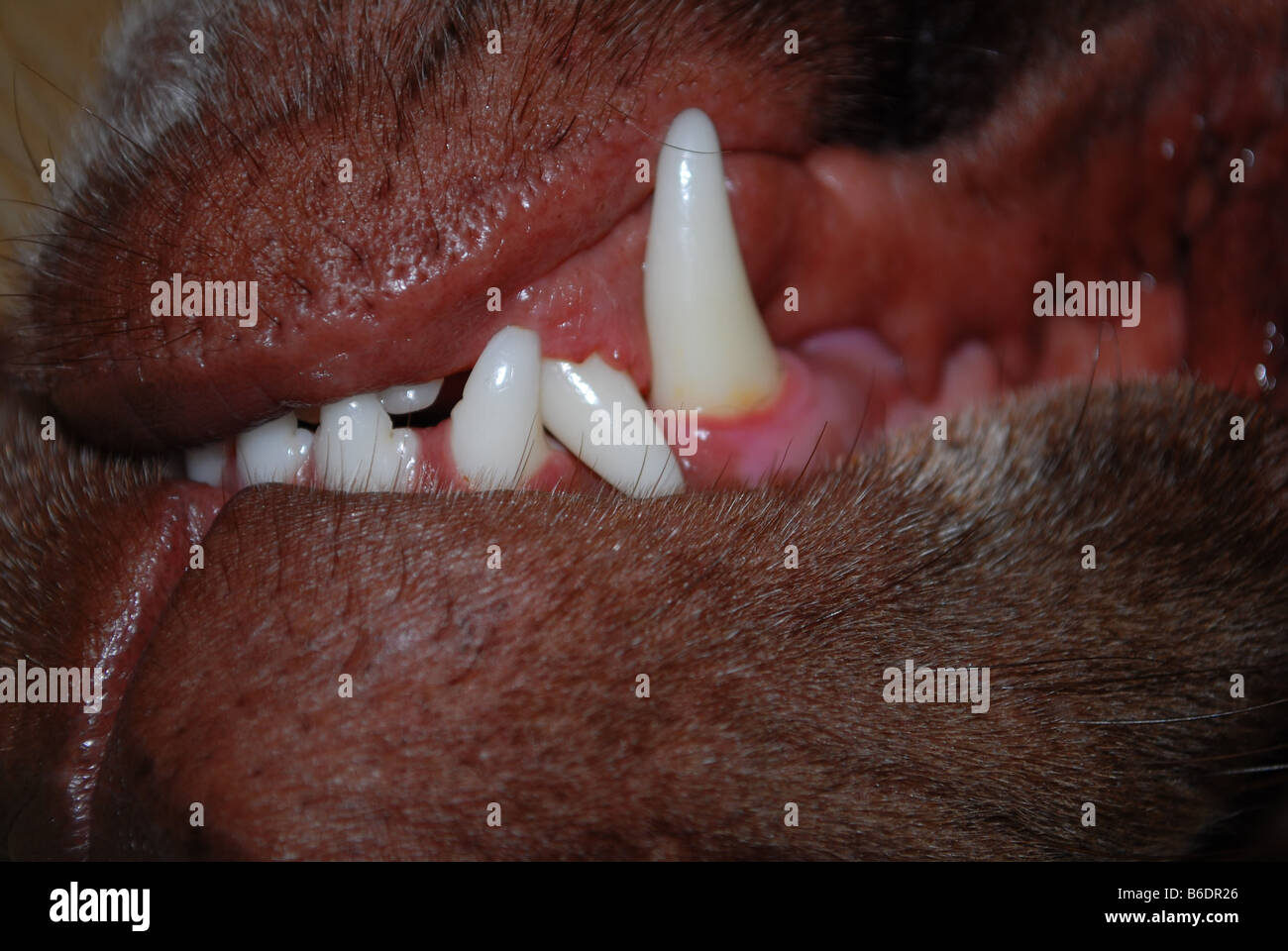 Bared Teeth Stock Photos & Bared Teeth Stock Images - Alamy