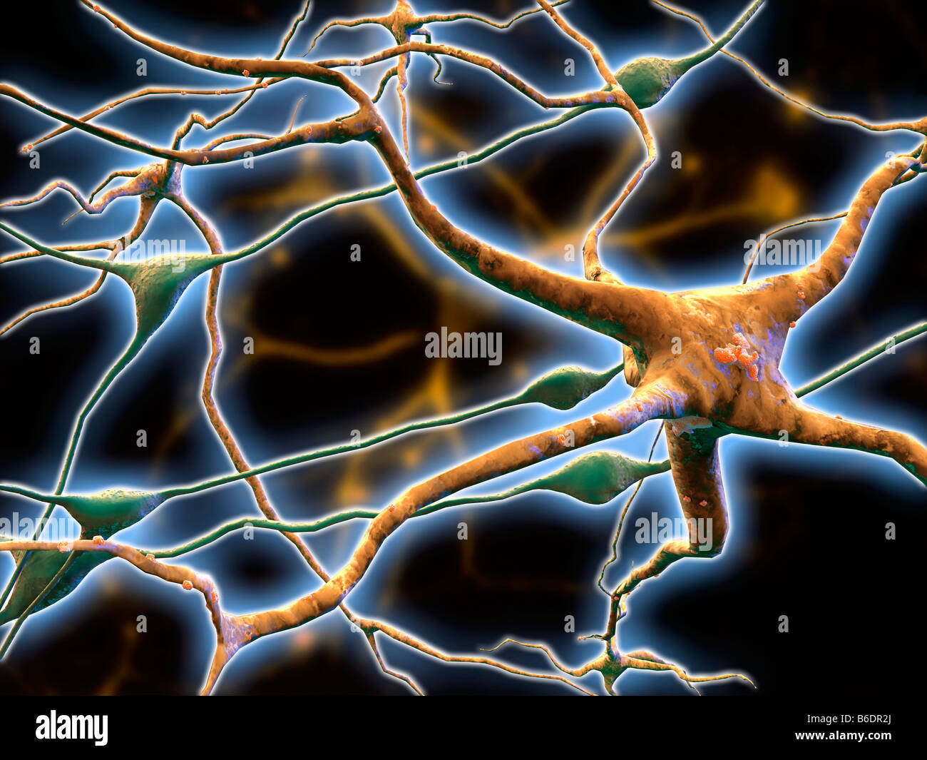 Nerve cells, orneurons (brown) and glial (support) cells (green Stock ...