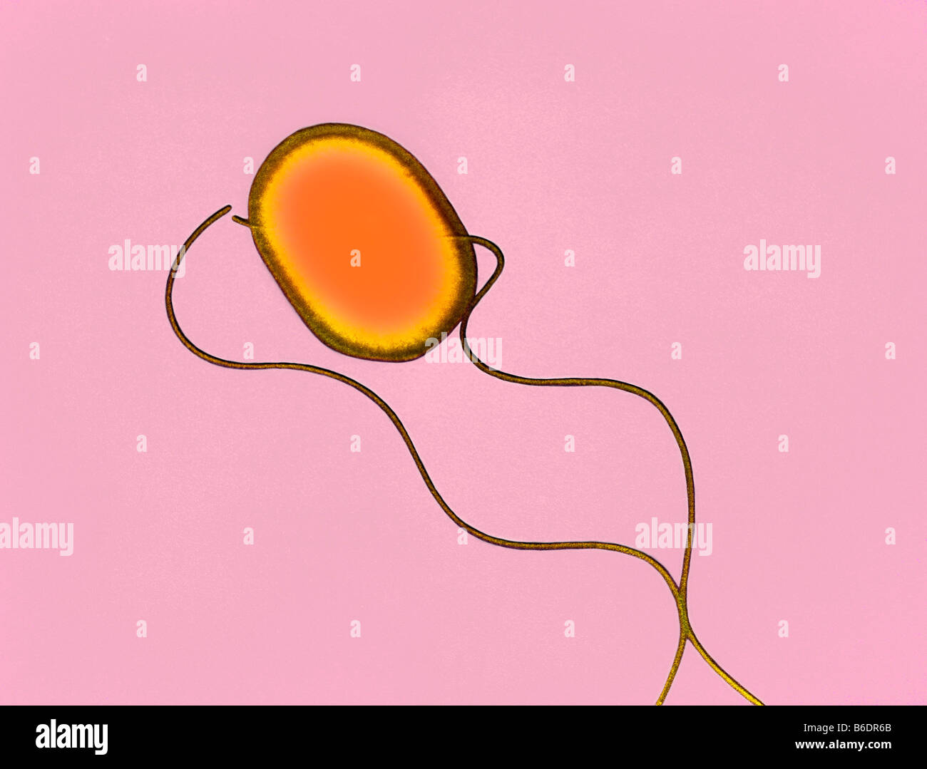 Salmonella typhimuriuma flagellate rod-shaped bacteriumthe flagellae ...
