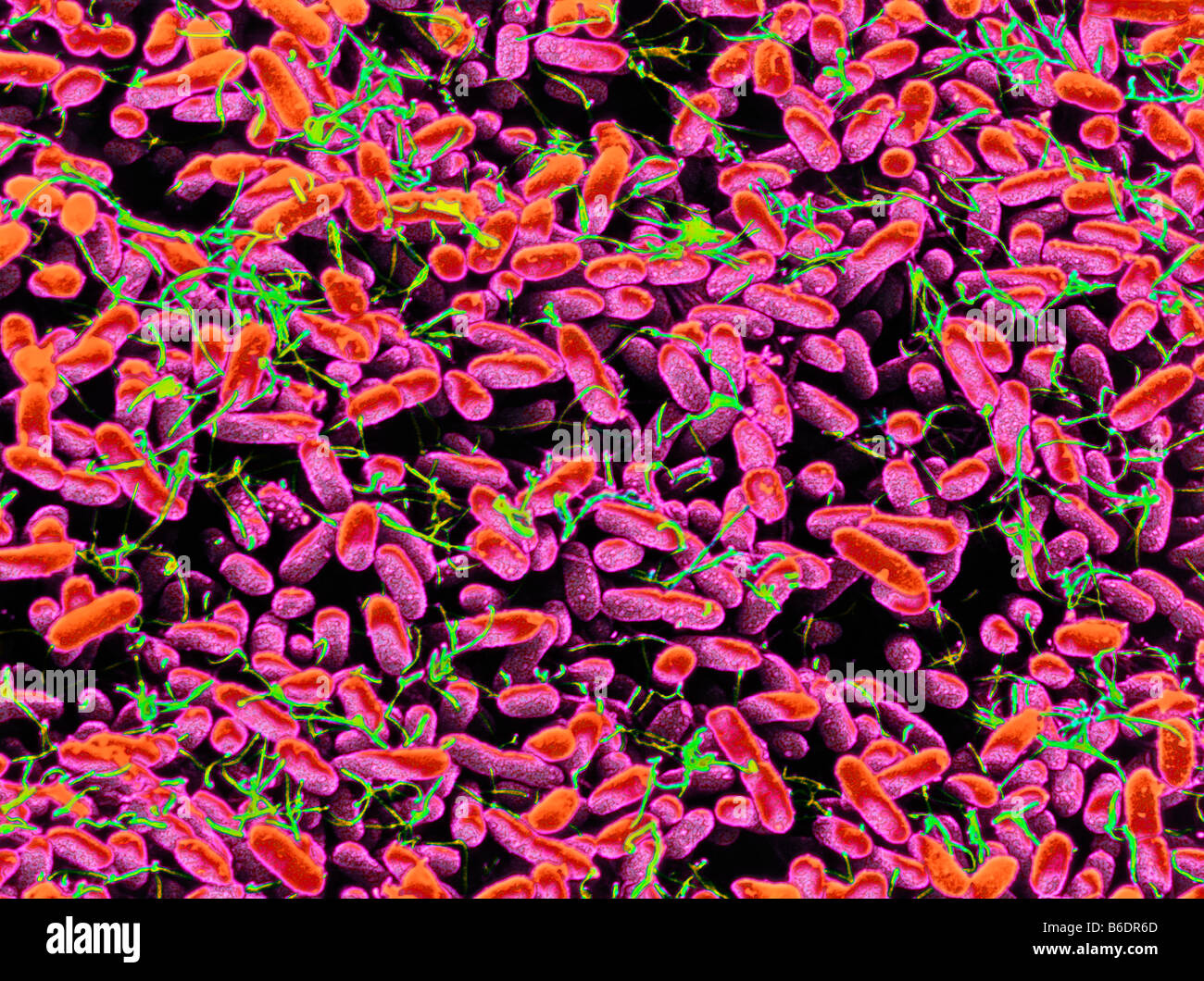 Salmonella typhimuriuma flagellate rod-shaped bacteriumthe flagellae ...
