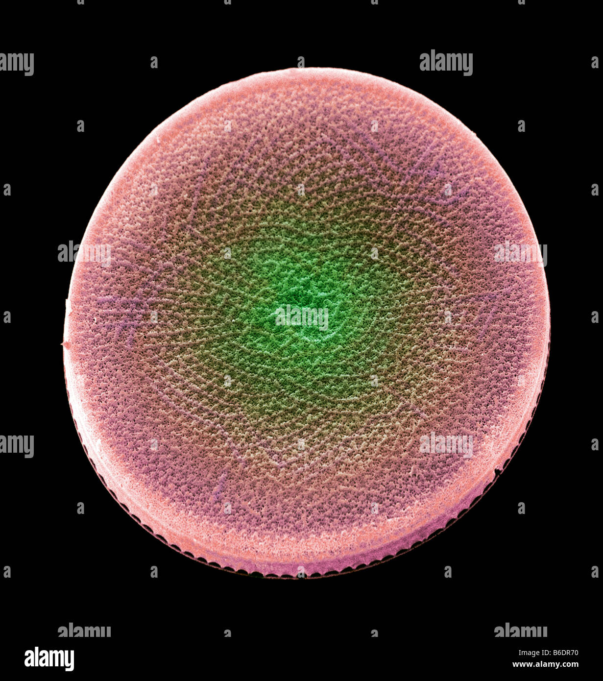 Centric diatom hi-res stock photography and images - Alamy