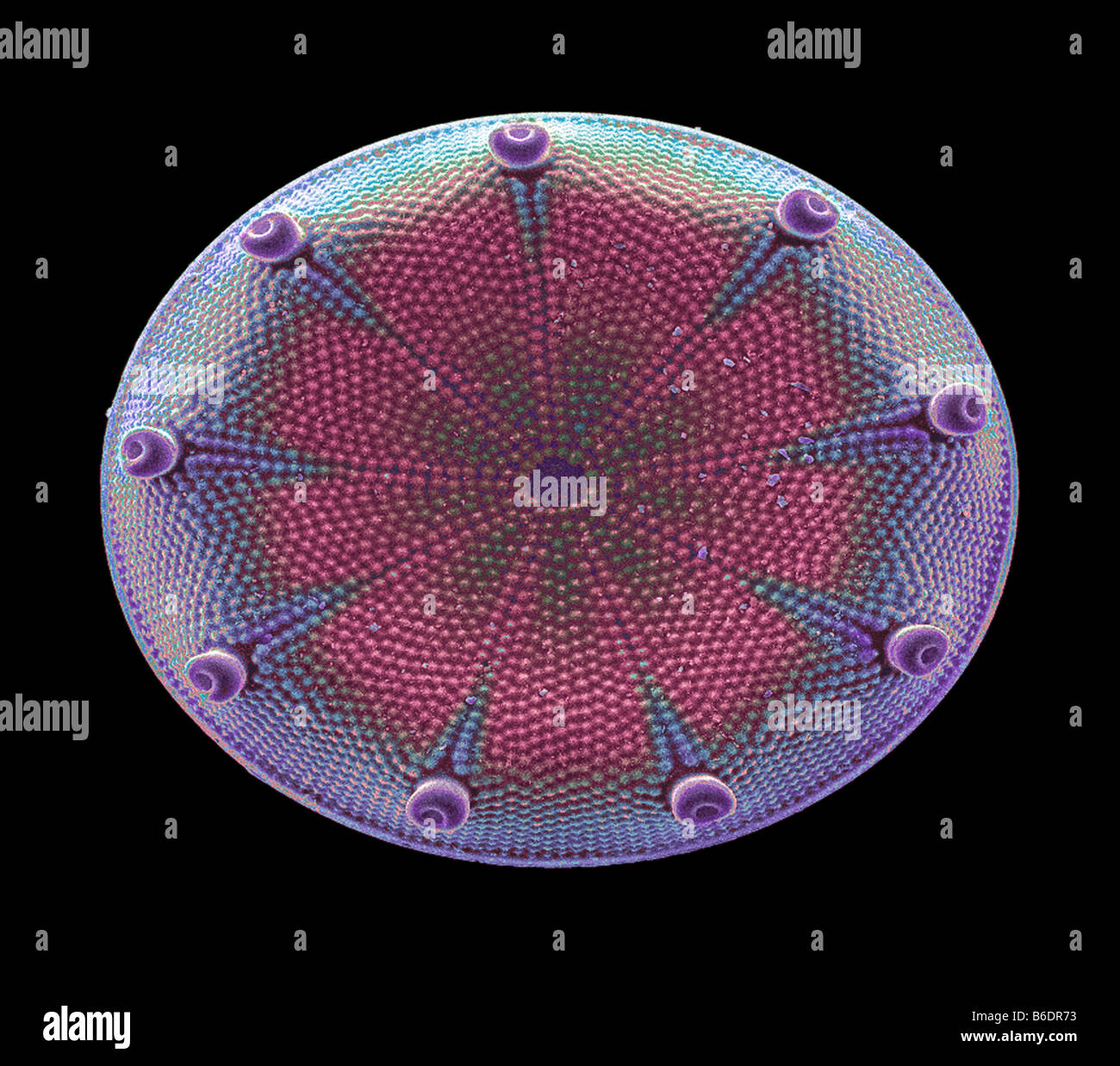 Aulacodiscus oregonus is unicellular algae frustule(mineralised cell ...