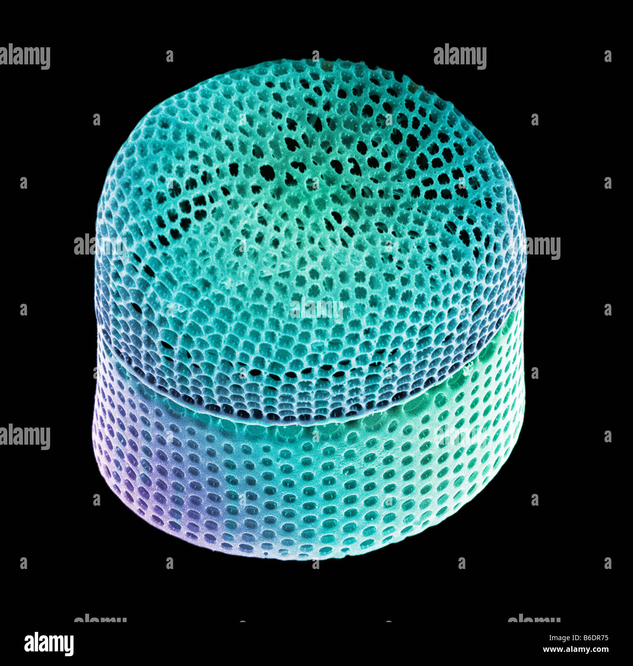 Endictya oceanica is unicellular algae frustule(mineralised cell wall ...