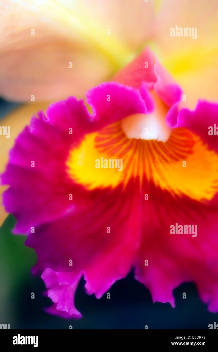 Cattleya sp hi-res stock photography and images - Alamy
